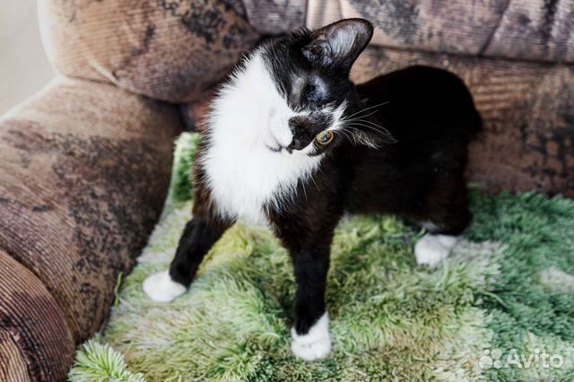 Слепая кошечка