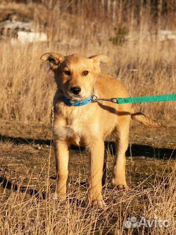 Щенок (мальчик, 3 месяца) в добрые руки