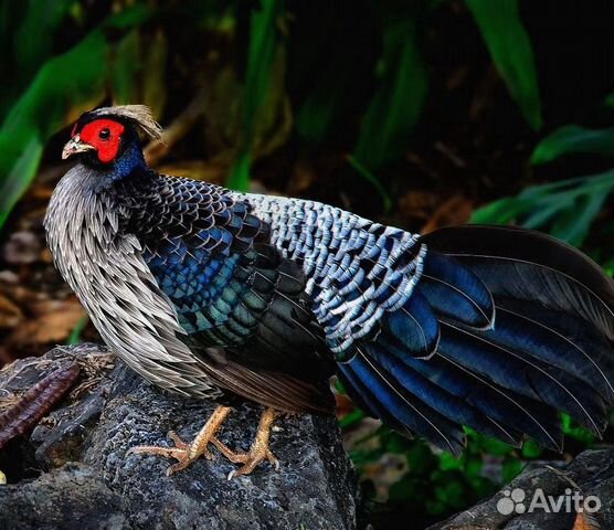 Непальский фазан