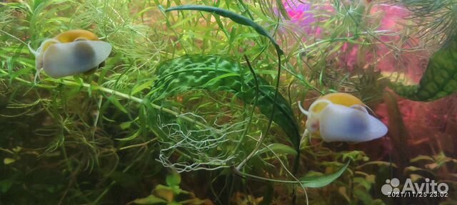 Ампулярии,Хелены,Мелании