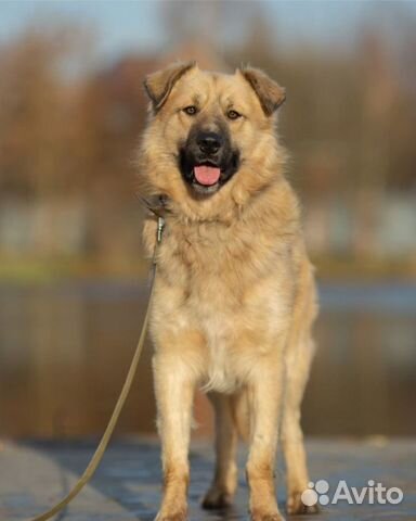 Собака из приюта ищет дом