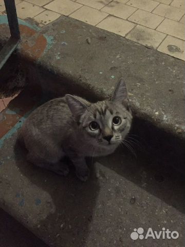 Котенок 2,5 месяца