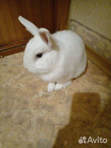 Декоративные кролики