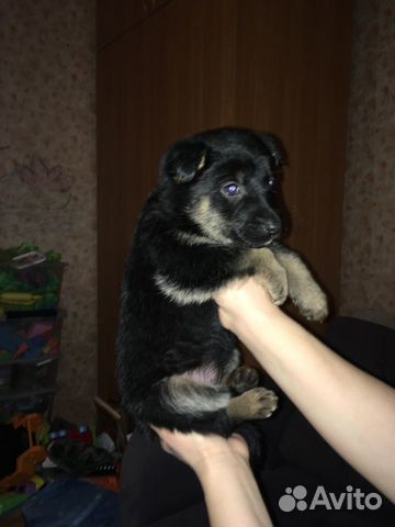 Щенок в добрые руки