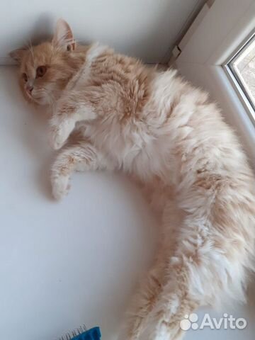 Две красотки ищут дом