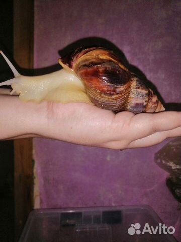 Улиточки Ахатины