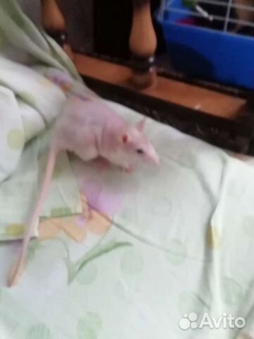 Крыса породы "Дабл Рекс"