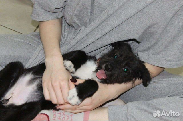 Девочка Лакота в добрые руки