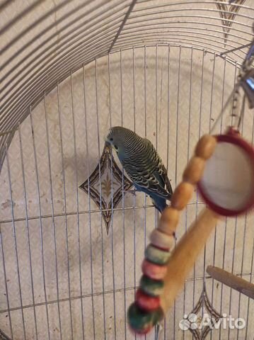 Волнистый попугай самец