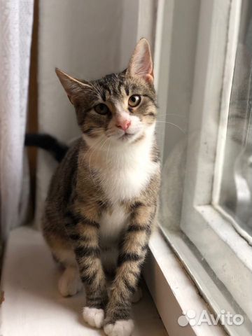 Шикарный красивый мальчик Чарли 1 год ищет дом