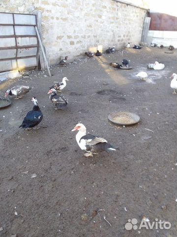 Мускусные утки