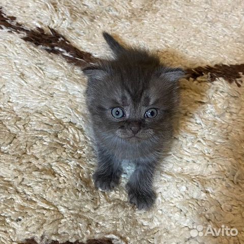 Шотландский вислоухий котик