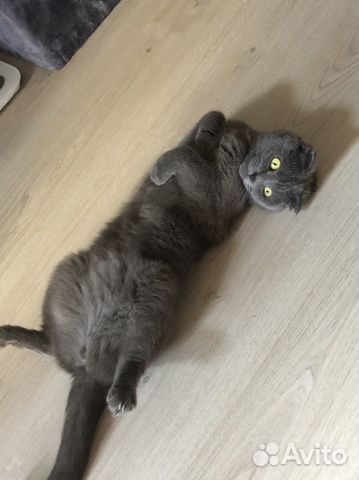 Кошка
