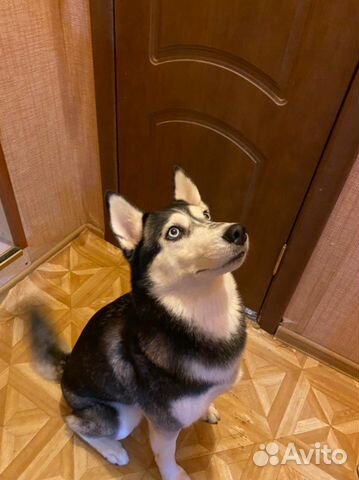 Собака хаски молодая