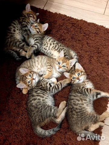 Котята от бенгальской кошки