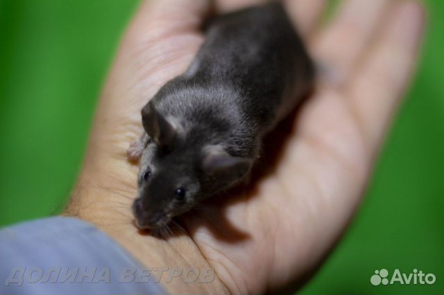 Декоративная мышь сатин голубой