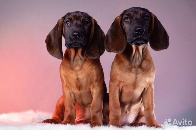 Баварская гончая (щенки)
