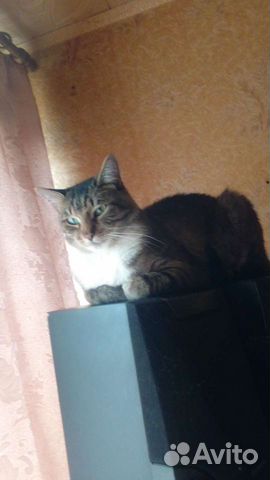 Коты для вязки