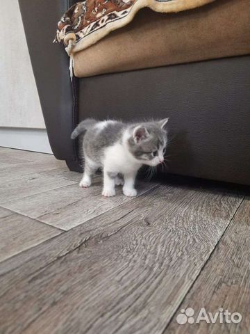 Котята в добрые руки бесплатно 4 лапочек