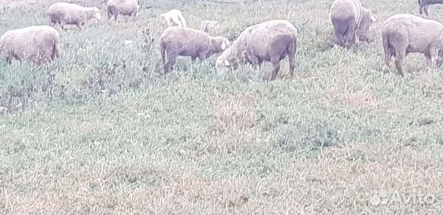 Овцы котные