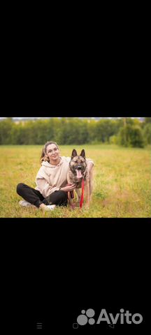 Пёс Миша ищет друга