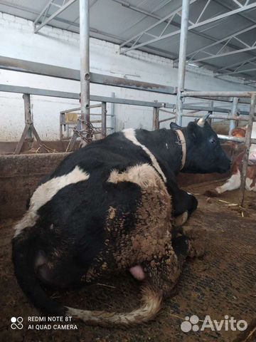 Продаётся бык