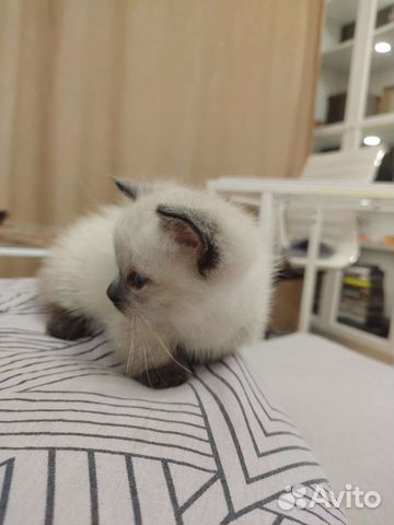 Кот манчкин тайский окрас