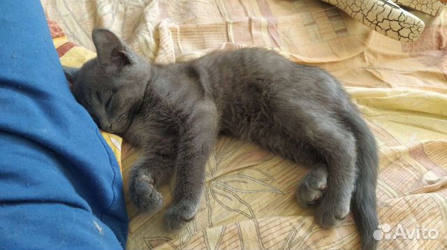 Котенок