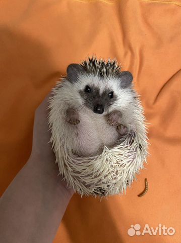 Африканский еж, взрослая девочка