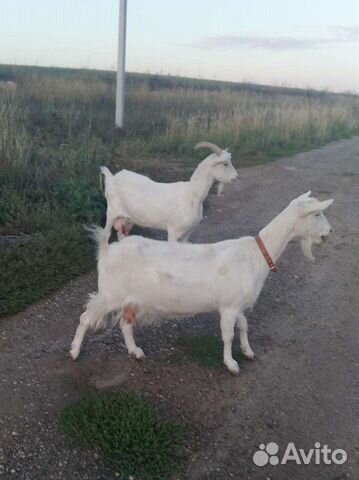 Козы дойные