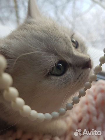 Британские котята серебряная шиншилла