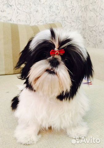 Щенки ши-тцу