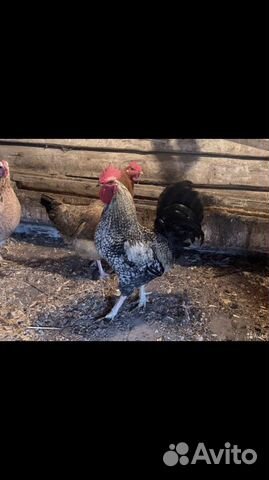 Куры и петухи