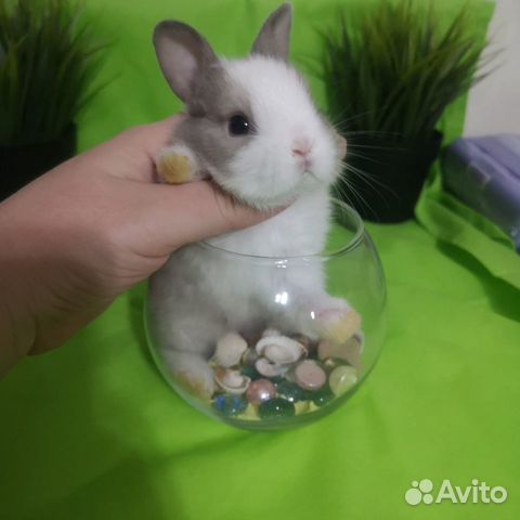 Карликовые цветные кролики