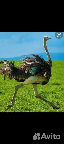 Страус самка