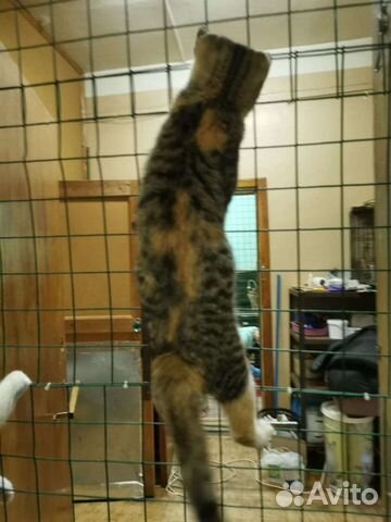 Котята в добрые руки приучены к лотку