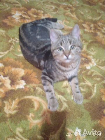 Котик