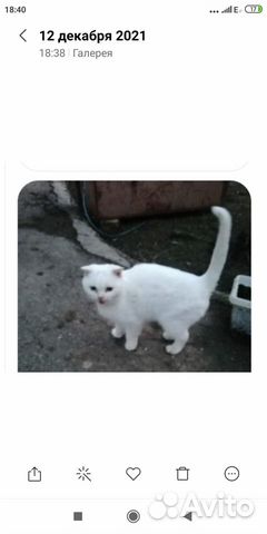 Найдена кошечка,у женщины итак много подброшено