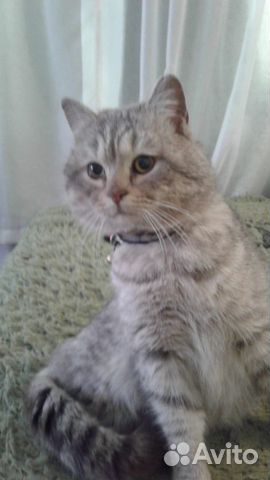 Кот Максик