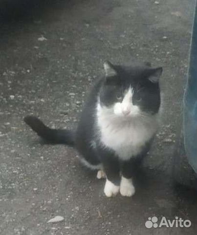 Кошка в дар