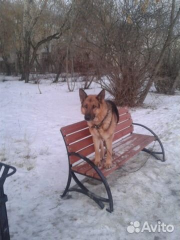 Кобель немецкой овчарки рыжий найден на Химмаше