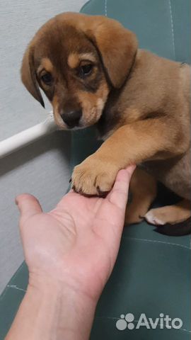 Девочка крупной породы