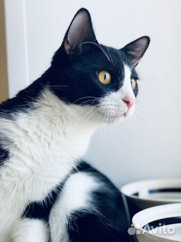 Красивый которебенок в дар