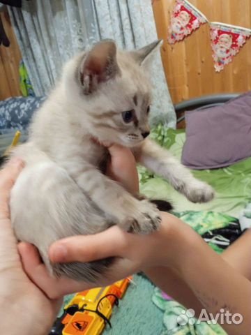 Бенгальские котята линкс