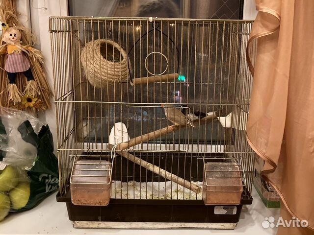 Птицы амадины с клеткой