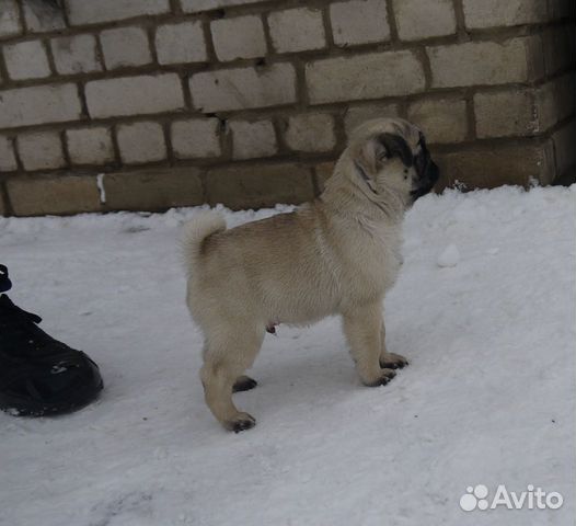 Щенок мопса Чардаш