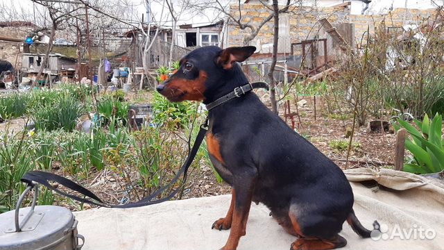 Ищем кабеля для вязки Цвергпинчера ксу