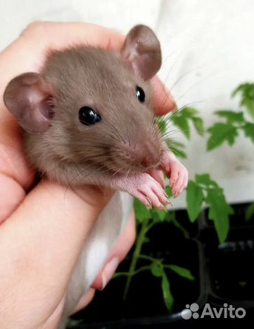 Крысята дамбо с мамой