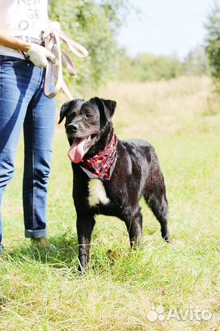 Собака Макс для самого лучшего хозяина