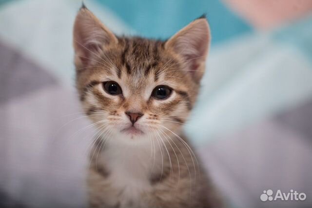 Котенок, мальчик, 2 месяца